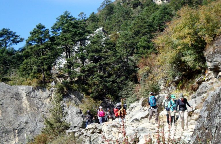 List of plants found on Mount Everest region the great Himalayan ranges